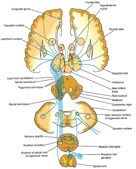 The thalamus - RME